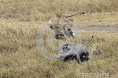 Lion On The Hunt Royalty-Free Stock Image | CartoonDealer.com #32928796