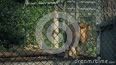 Lion Pacing Up and Down Cage Stock Footage - Video of paces, lion ...