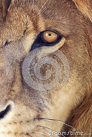 Lion's Eye Royalty Free Stock Photography - Image: 3591267