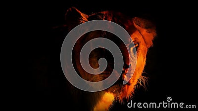 Lioness Looking Around in Flames Abstract Stock Video - Video of lethal ...