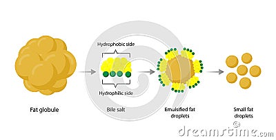 Lipid Emulsification, Fat Molecule, Lipid Droplets, Lipid Digestion ...