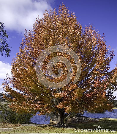 Liquid Amber Tree Royalty Free Stock Photo - Image: 2689485