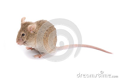 Little Brown Mouse. Stock Photos - Image: 8653813