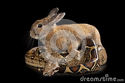 Little Bunny Sitting On A Snake On A Black Isolated Background Stock ...