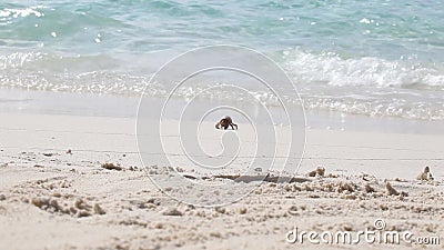 A Little Crab is Running Over the Beach Away from the Water Stock ...