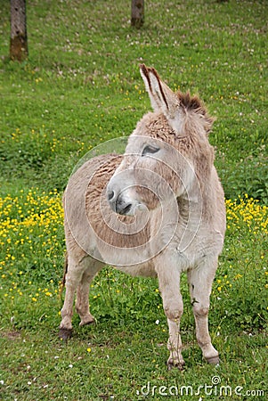 Little Donkey Stock Image - Image: 6367981