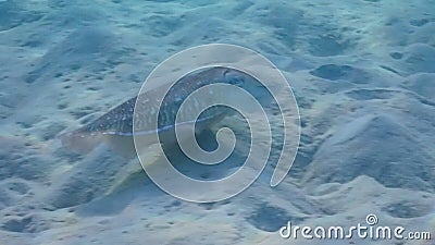 Little Fish Slowly Moving Under the Water Stock Footage - Video of ...