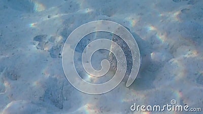 Little Fish Slowly Moving Under the Water Stock Footage - Video of ...