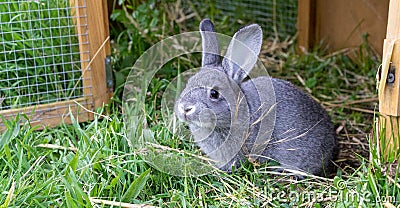 Little gray rabbit stock image. Image of meadow, clover - 93855391