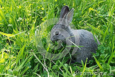 Little gray rabbit stock image. Image of meadow, clover - 93855391