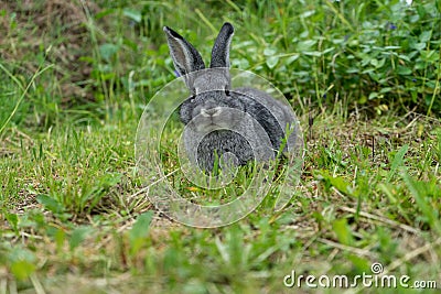 Little gray rabbit stock image. Image of meadow, clover - 93855391