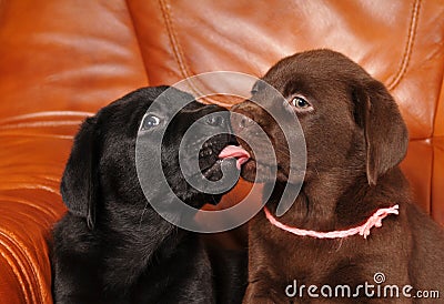 Little Labrador Puppies Kiss Each Other Royalty Free Stock Photography ...