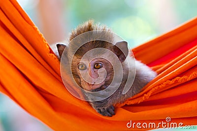 Little Monkey In A Hammock Stock Images - Image: 18823894