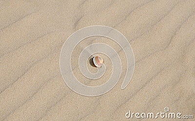 Little Sea Shell On Light Sand Background Royalty-Free Stock Image ...