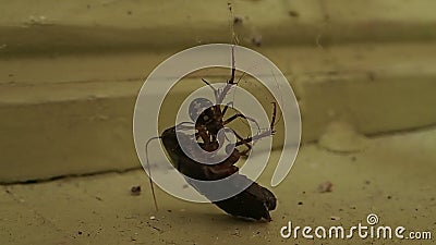 Little Spider and Big Cockroach Stock Video - Video of wild, predator ...