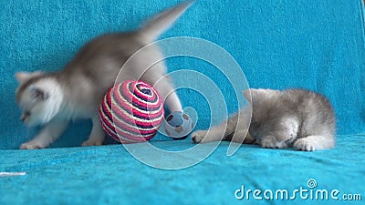 Little Tiny Happy White and Grey Kittens Together Stock Video - Video ...