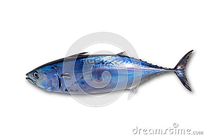 Little Tunny Tuna Fish Euthynnus Affinis On White Royalty-Free Stock ...