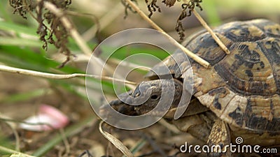 The Little Turtle is Crawling. Wild Nature. the Turtle is Slowly ...