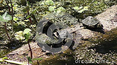 Little Turtles Fall in the Water Stock Video - Video of marsh, cute ...