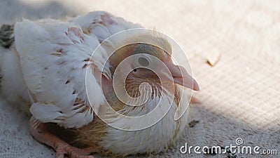 Little White Newborn Chick Ugly Pigeon Stock Video - Video of baby ...