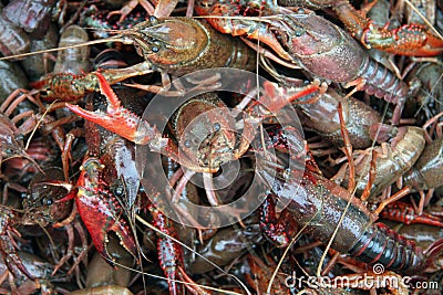 Live Crawfish Royalty Free Stock Photo - Image: 11043195