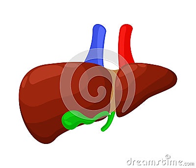 Liver And Gall Bladder. Vector Isolated Illustration | CartoonDealer ...
