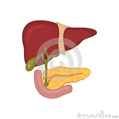 Liver And Pancreas On A White Isolated Background. Vector Illustration ...
