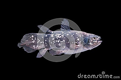Living Fossil Fish, Coelacanth. Stock Photos - Image: 28049293