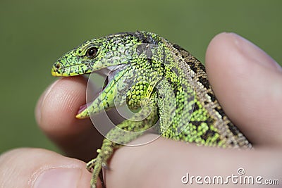Lizard Bites Stock Photo - Image: 30861210