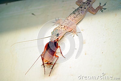 Lizard Eating Cockroach Royalty Free Stock Image - Image: 15092566