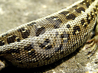 Lizard Skin Royalty Free Stock Images - Image: 14111249