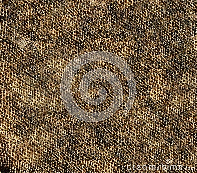 Lizard Skin Stock Photography - Image: 18761612