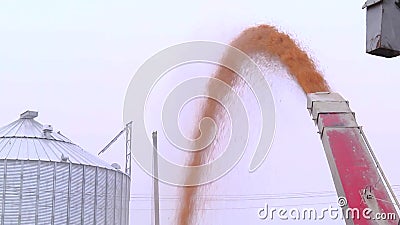 Loading Corn Grain at the Elevator Using the Unloader Stock Video ...