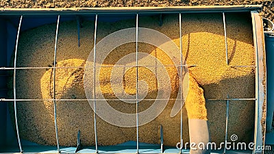 Loading Soybeans for Transportation To the Warehouse. Top View Close-up ...