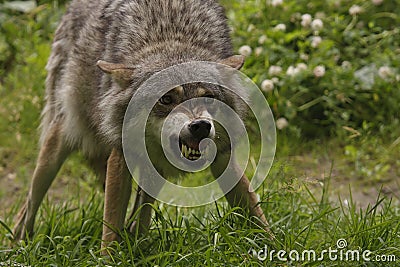 Lobo Enojado Foto de archivo - Imagen: 46524865