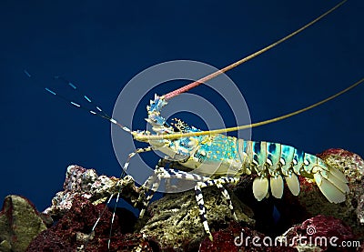 Lobster Stock Photo - Image: 43872881