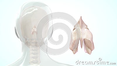 Location of Ethmoid Bone in Human Stock Video - Video of human ...