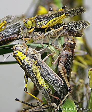 Locust 1 Royalty Free Stock Images - Image: 1668889