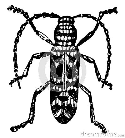 Locust Borer, Vintage Illustration Cartoon Vector | CartoonDealer.com ...