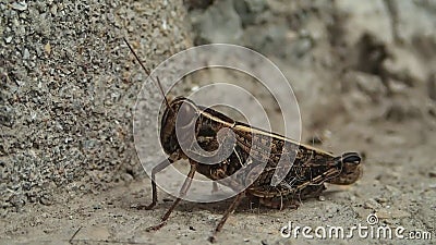 Locust Jumping Out of the Frame Stock Video - Video of frame, insect ...