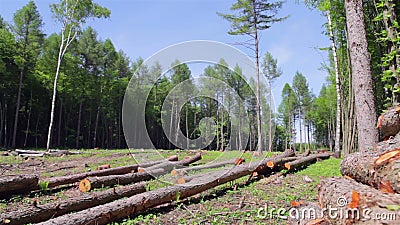 Logging in the forest stock video. Video of stack, heap - 55402313