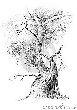 Lone Tree Graphite Pencil Drawing Stock Illustration | CartoonDealer ...