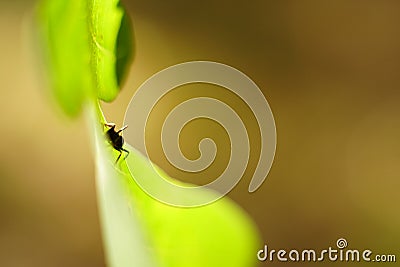 Lonely Black Ant (Lasius Niger) On A Oak Leaf (Quercus) In Sunset Light ...