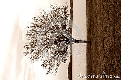 Lonely Tree Sepia Stock Image - Image: 1932631