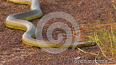 Gwardar Snake Concelaed in Grass Stock Video - Video of slither ...