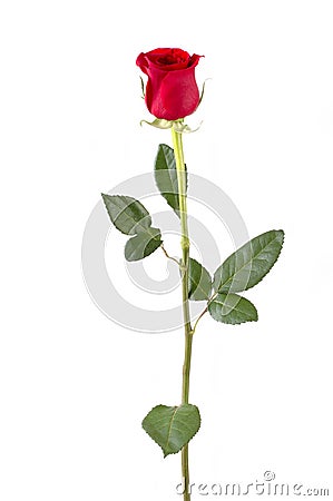 Long Stem Rose Stock Photos - Image: 405113