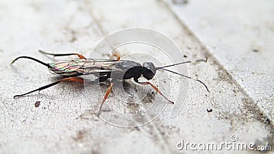 Long Tail Insect Waiting and Leaving Stock Video - Video of long ...