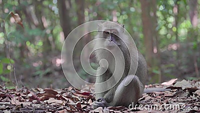 Long-tailed Macaque Eating Tree Flower Leaves in Jungle. Crab-eating ...