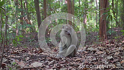Long-tailed Macaque Eating Tree Flower Leaves in Jungle. Crab-eating ...