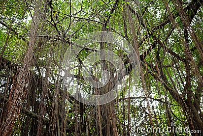 Long Vines Hanging Stock Photo - Image: 63792305